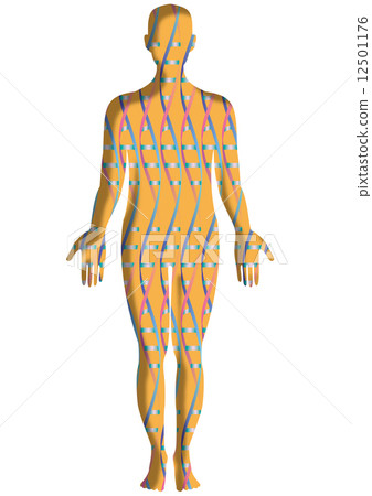 Double spiral structure pattern in human body... - Stock Illustration ...