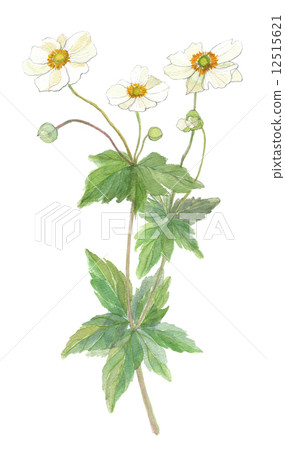 Kimiki Chrysanthemum Falls - Stock Illustration [12515621] - PIXTA