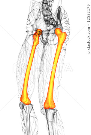 3d render medical illustration of the femur bone - Stock Illustration ...