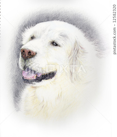 Golden retriever - Stock Illustration [12582320] - PIXTA
