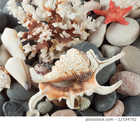 sea-shells-千图网