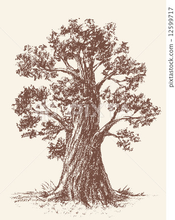 Old tree - Stock Illustration [12599717] - PIXTA