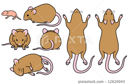 Mus musculus - set (brown) - Stock Illustration [12620043] - PIXTA