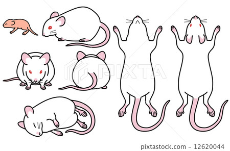 Mus musculus - set (white) - Stock Illustration [12620044] - PIXTA