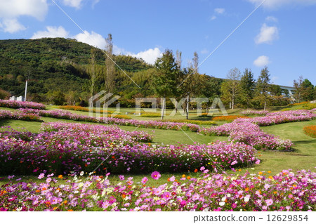 Cosmos Hill 1 - Stock Photo [12629854] - PIXTA