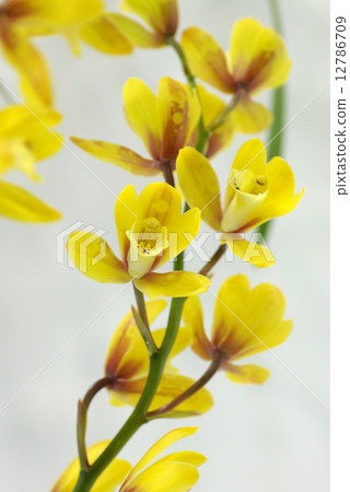 Genestra Flower Yellow | Best Flower Site