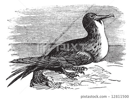 Great Frigatebird or Fregata minor vintage... - Stock Illustration ...