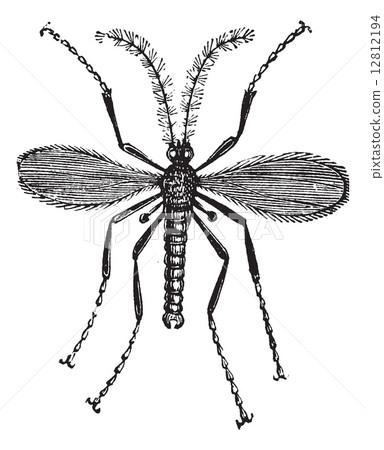 Hessian fly, or Mayetiola destructor vintage... - Stock Illustration ...