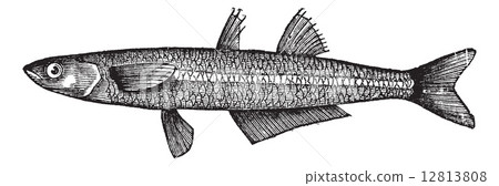 Atherina notata, Dotted Silverside or Big-scale... - Stock Illustration ...