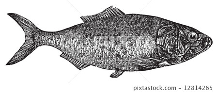 Shad, river herring or Alosa menhaden vintage... - Stock Illustration ...