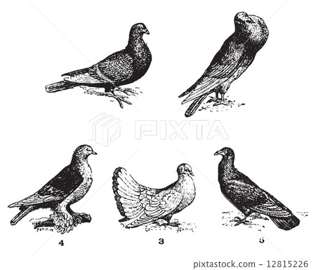 Pigeons, vintage engraving. - Stock Illustration [12815226] - PIXTA