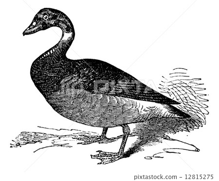 The Brent Goose or Branta Bernicla, vintage... - Stock Illustration ...