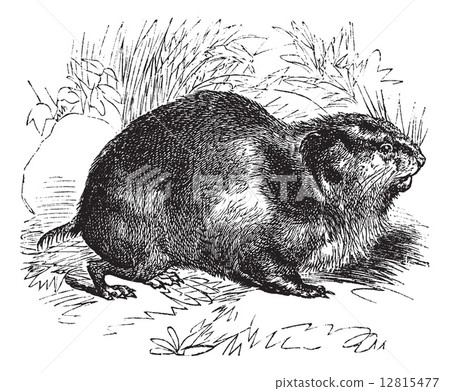 Norway lemming or Norwegian lemming, vintage... - Stock Illustration ...