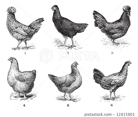 Hens, 1. Houdan chicken. 2. Hen the Arrow. 3.... - Stock Illustration ...