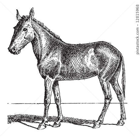 Mule or Equus mulus, vintage engraving - Stock Illustration [12815968 ...
