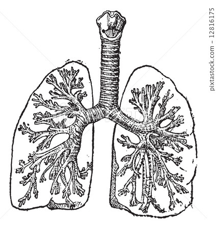 Trachea or Windpipe, vintage engraving. - Stock Illustration [12816175 ...