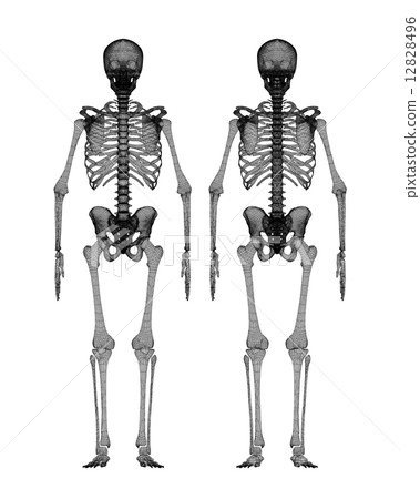 Human body, skeleton-插圖素材 [12828496] - PIXTA圖庫