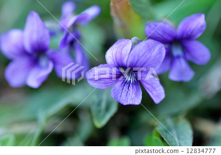 Wild Sumire - Stock Photo [12834777] - PIXTA