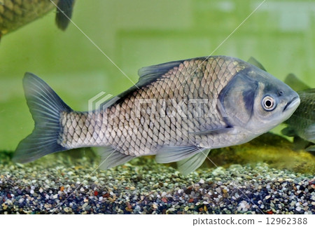 Huna - Stock Photo [12962388] - PIXTA