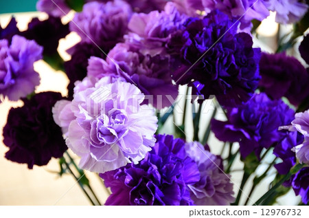 Blue carnation moon dust (standard type) - Stock Photo [12976732] - PIXTA
