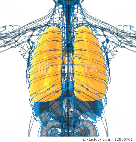 3d render medical illustration of the lung - Stock Illustration ...