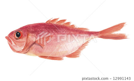 Kimmedai - Stock Illustration [12991143] - PIXTA