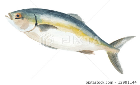 Yellowtail - Stock Illustration [12991144] - PIXTA