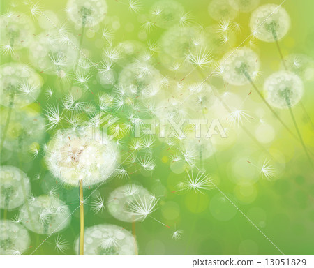 Vector spring background with white dandelions. - Stock Illustration ...