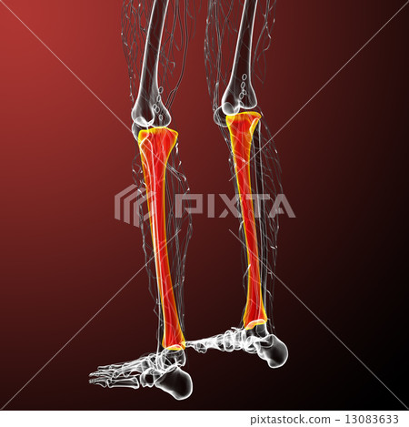 3d render medical illustration of the tibia bone-插圖素材 [13083633] - PIXTA圖庫