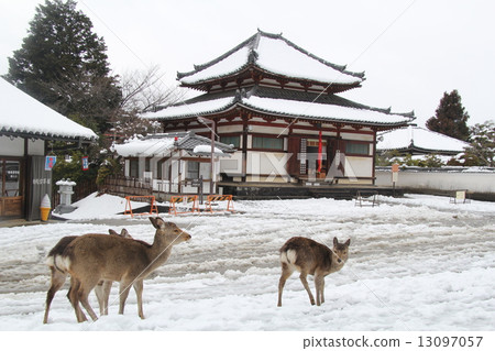 A deer walking with snow piled on April (Nara... - Stock Photo ...