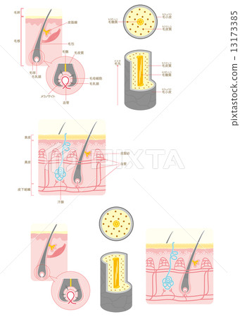 Hair structure beauty explanation hair - Stock Illustration [13173385 ...