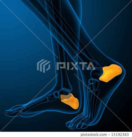 3d render illustration of the human calcaneus bone - Stock Illustration ...