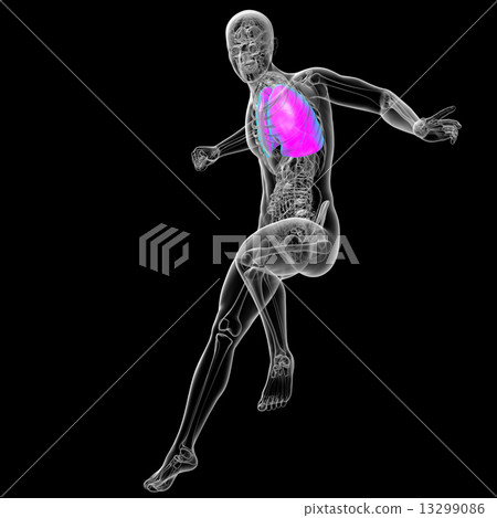 3d render medical illustration of the human lung - Stock Illustration ...