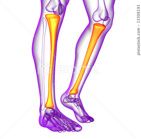 3d render medical illustration of the tibia bone-插圖素材 [13308191] - PIXTA圖庫
