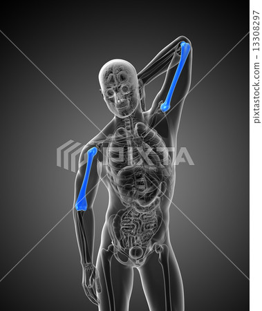 3d render medical illustration of the humerus bone - Stock Illustration ...