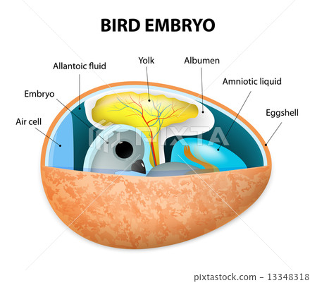 bird embryo - Stock Illustration [13348318] - PIXTA