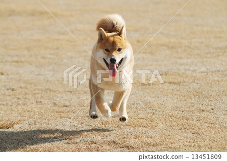 Running Shiba Inu - Stock Photo [13451809] - PIXTA