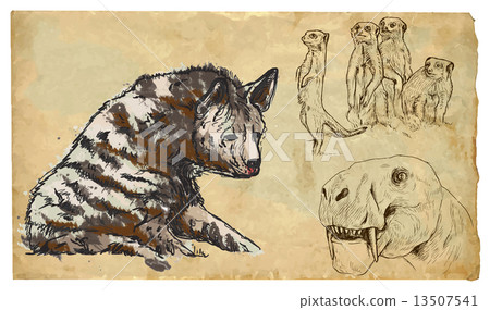 Animals, feliformia family - An hand drawn... - Stock Illustration ...