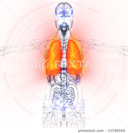 3d render medical illustration of the human lung - Stock Illustration ...