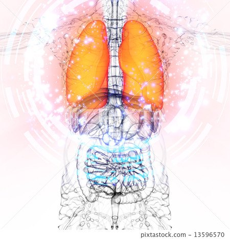3d render medical illustration of the human lung - Stock Illustration ...