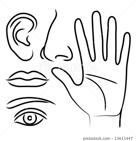 Sensory organs hand, nose, ear, mouth and eye - Stock Illustration ...