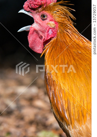 Crying chicken - Stock Photo [13729057] - PIXTA
