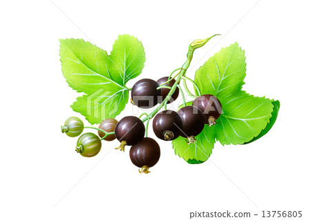 Cassis watercolor painting - Stock Illustration [13756805] - PIXTA