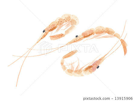 Sakuraba - Stock Illustration [13915906] - PIXTA