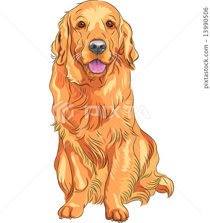 vector sketch red gun dog breed Golden Retriever - Stock Illustration ...