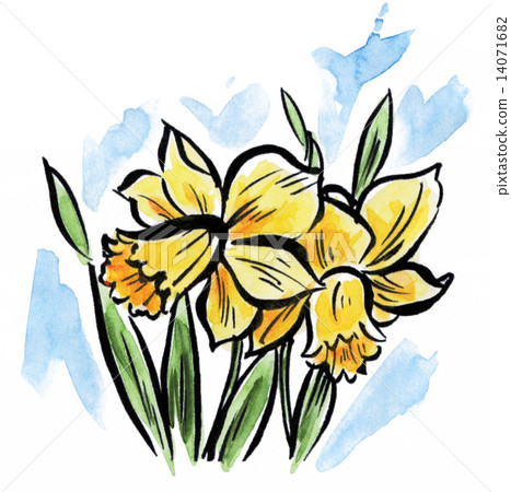 lent lily, watercolour, watercolors - Stock Illustration [14071682] - PIXTA