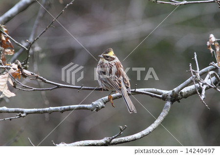 Stock Photo: small bird, birdie, undeveloped woodland near populated ...