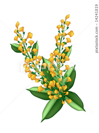 Beautiful Yellow Padauk Flower Isolated on... - Stock Illustration ...