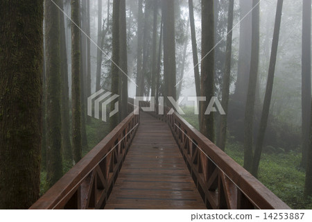 Ali shan National Park, Taiwan-照片素材（圖片） [14253887] - PIXTA圖庫