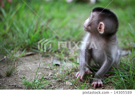 A small monkey turning around - Stock Photo [14305589] - PIXTA